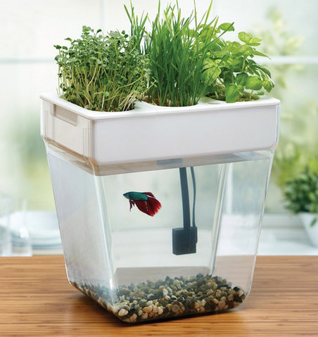 Домашняя Акваферма AquaFarm Back To The Roots купить недорого в ...